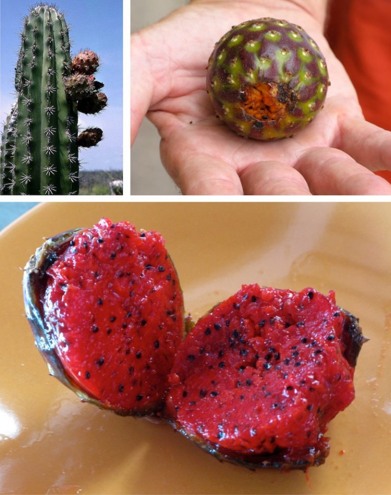 Baja Rock Art – Explore the Cochimi Lifestyle Through the Rock Art They ...